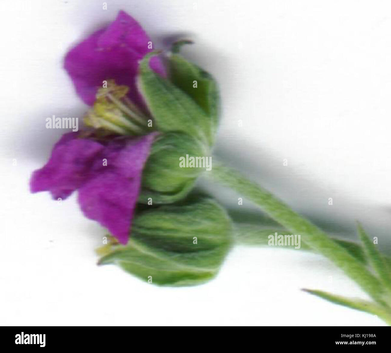 Retrorsum hi-res stock photography and images - Alamy