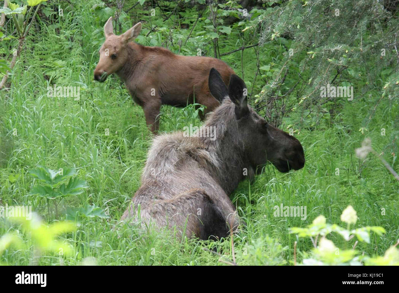 Moose and calf Stock Photo - Alamy