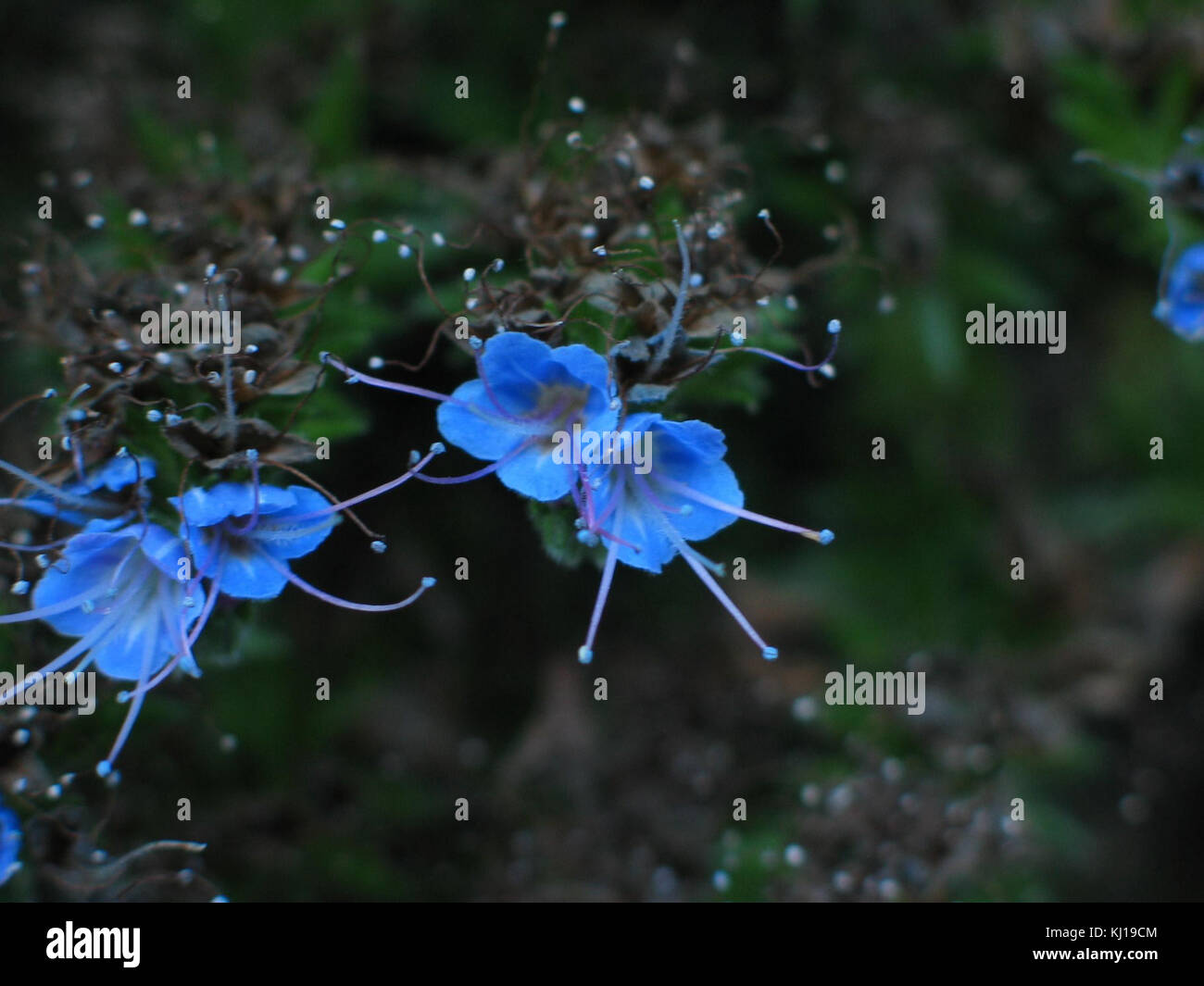 Overlooked ecosystem hi-res stock photography and images - Alamy