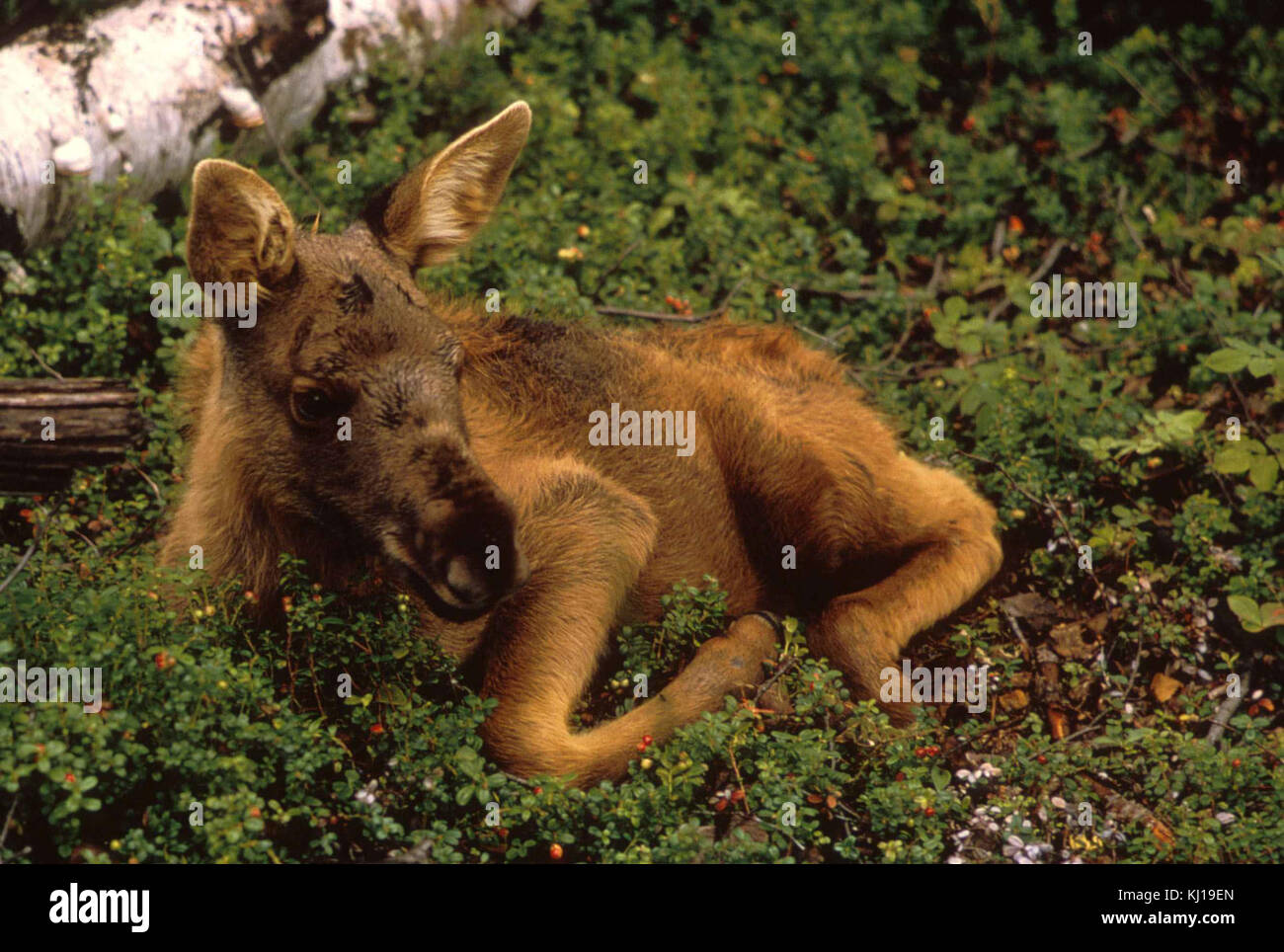 Moose calf animal on ground Stock Photo - Alamy