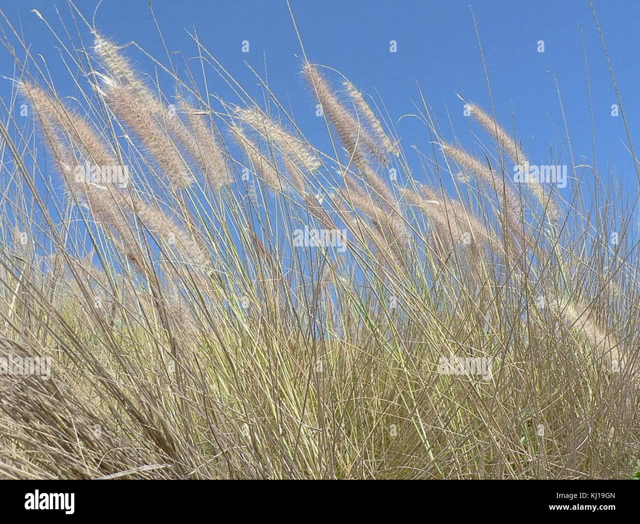 Grass in the wind Stock Photo - Alamy