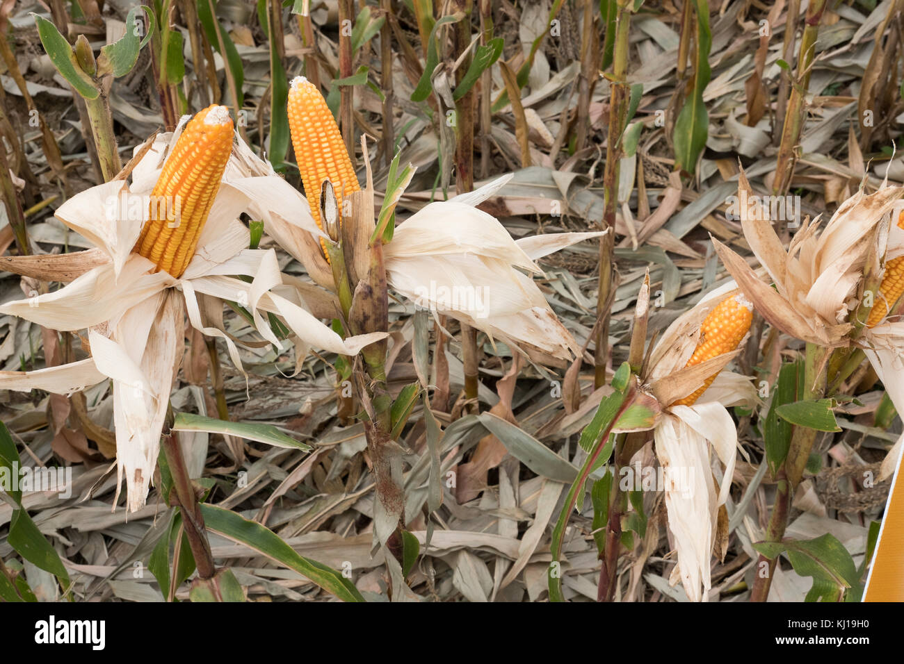 sweet yellow corn in farm. maize cob. crop in agriculture industry ...