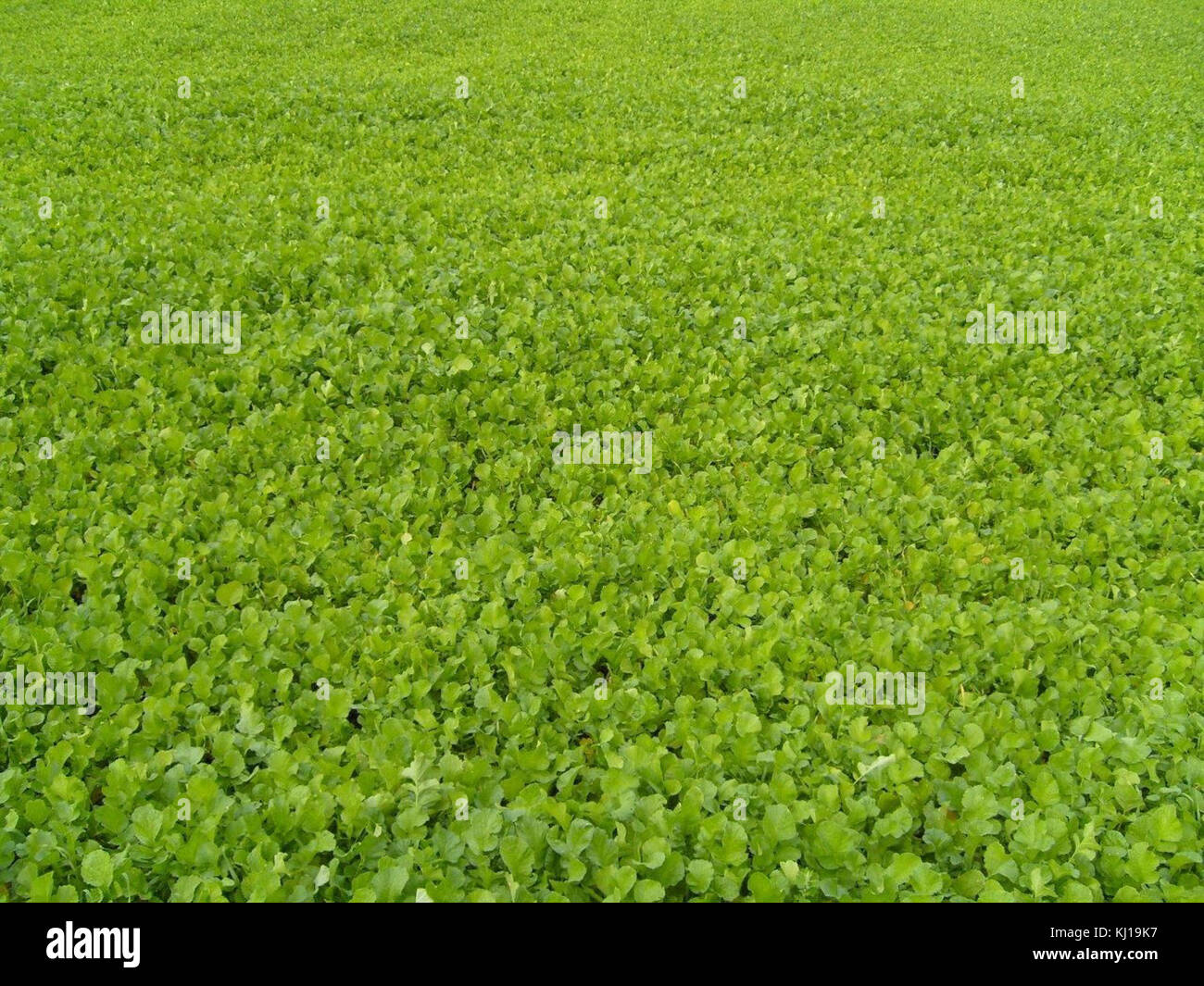 Green acre plants Stock Photo - Alamy