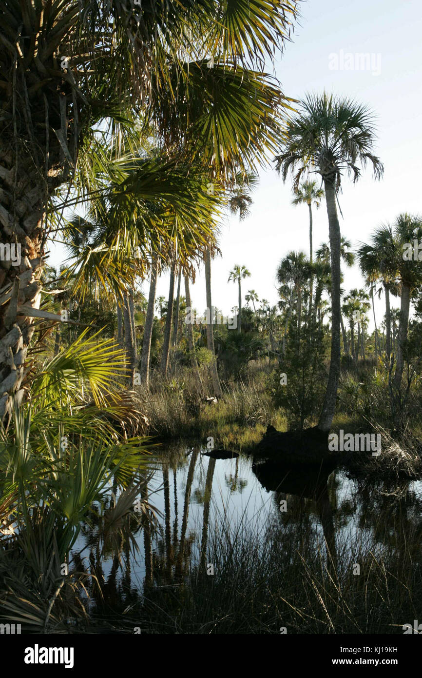 Aquatic environment with swamp ground Stock Photo - Alamy