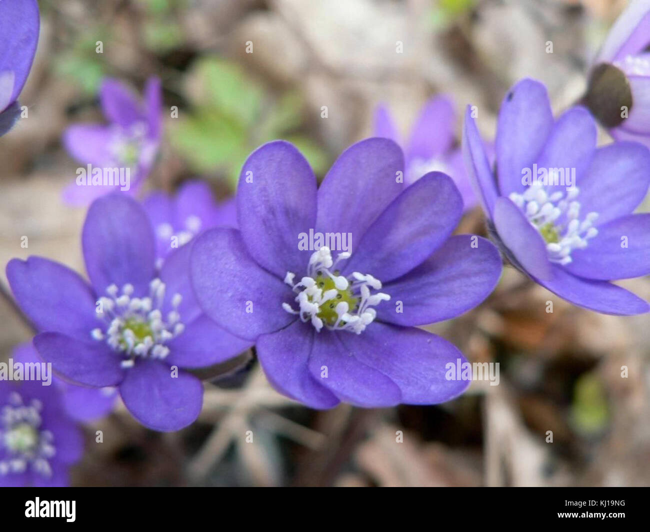 Nobil hi-res stock photography and images - Alamy