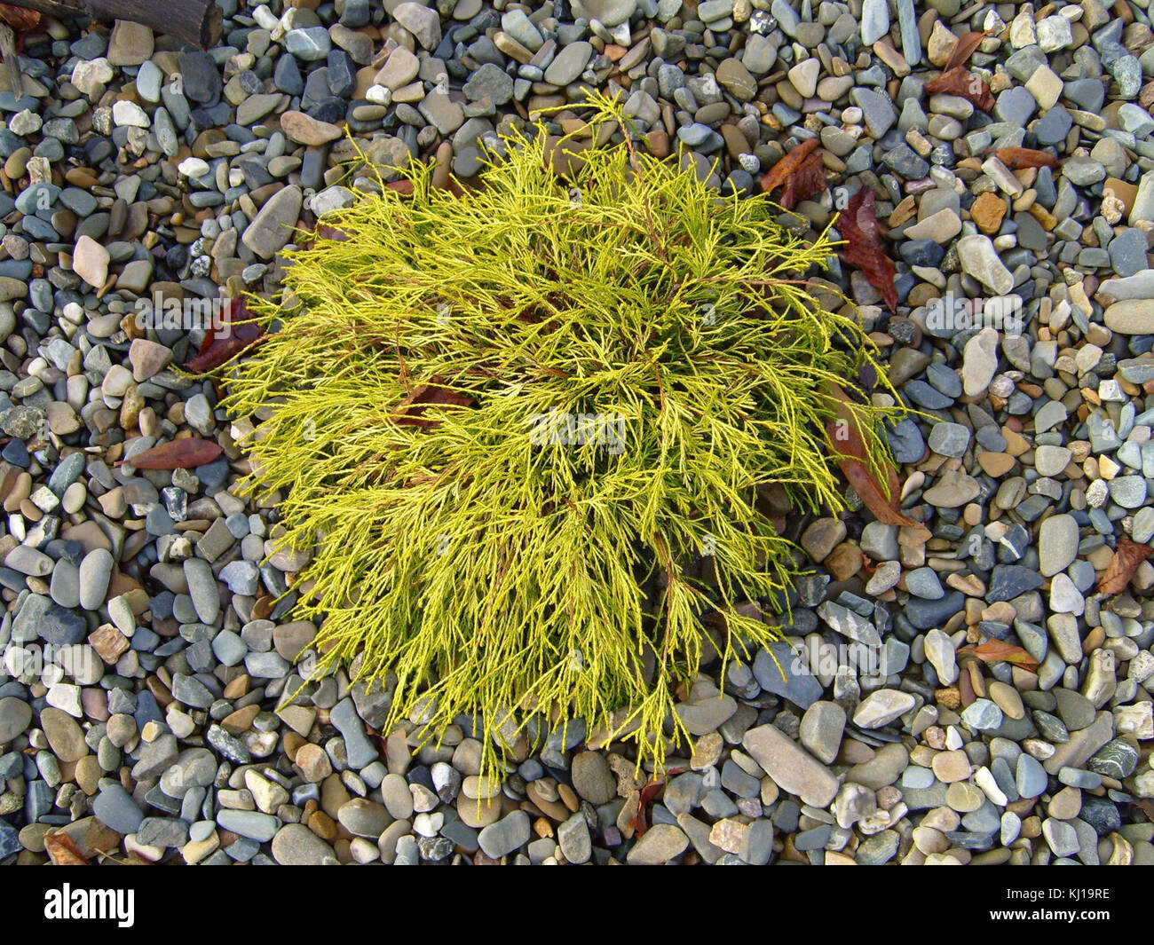 Gravel pebbles bush Stock Photo - Alamy