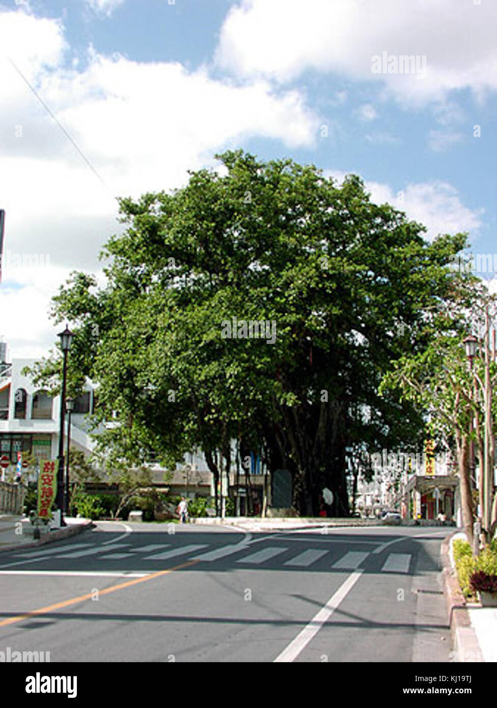 Hinpun-Gajumaru is a species of fig tree native to Southeast Asia ...