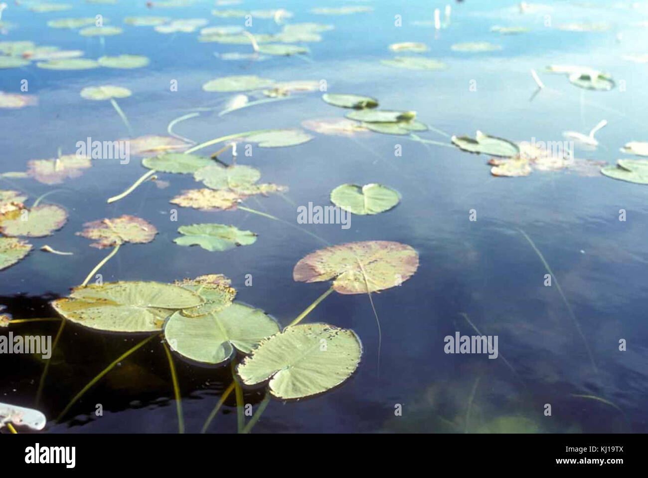A study of aquatic environments, focusing on water lilies and their ...