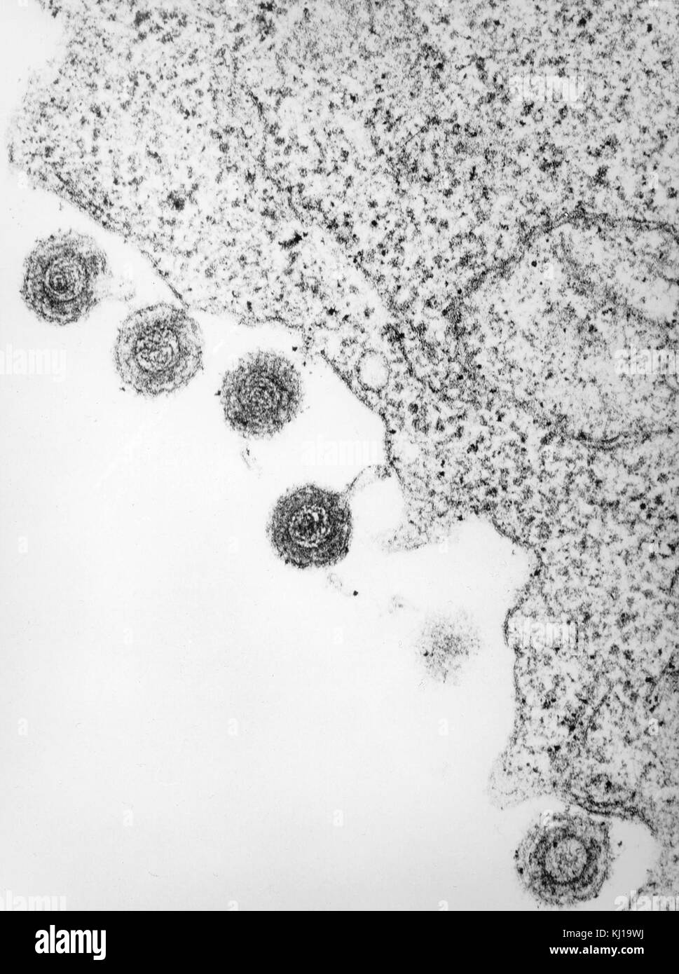 Hhv hi-res stock photography and images - Alamy