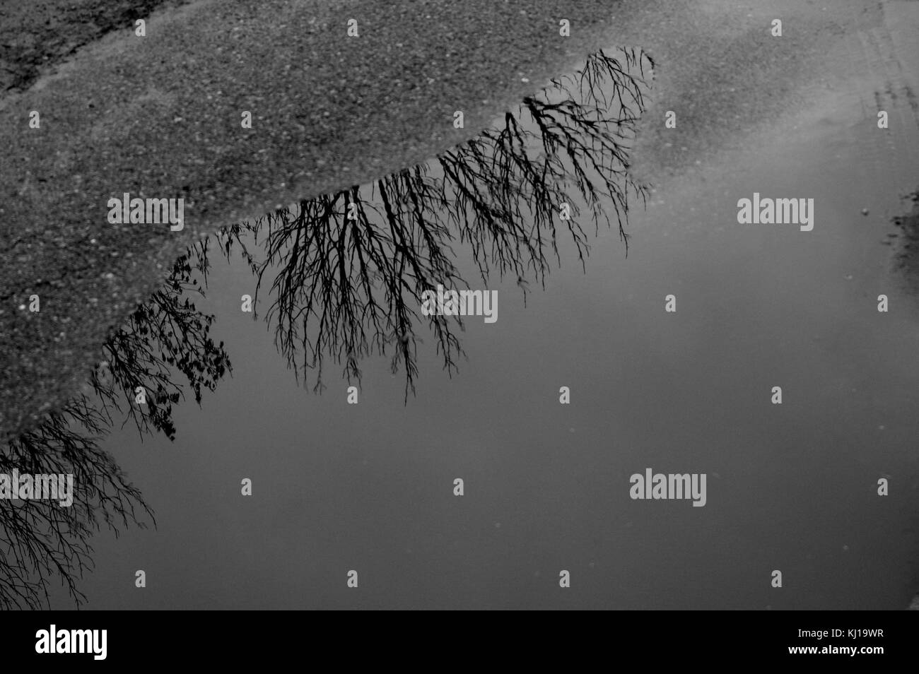 Tree branches reflection in the water puddle Stock Photo - Alamy