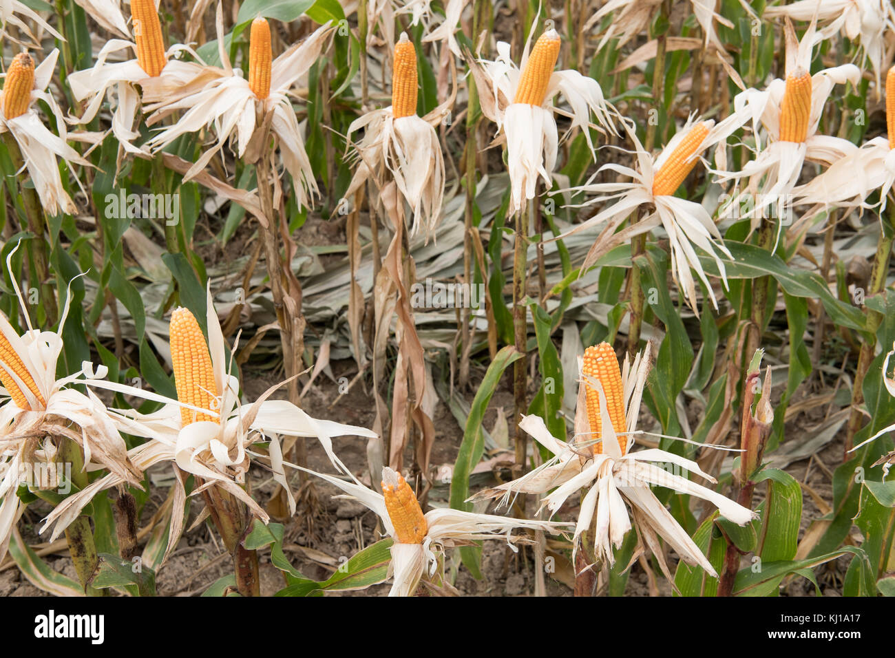 sweet yellow corn in farm. maize cob. crop in agriculture industry ...