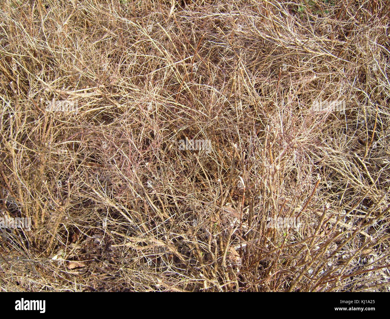 High old dry grass Stock Photo - Alamy