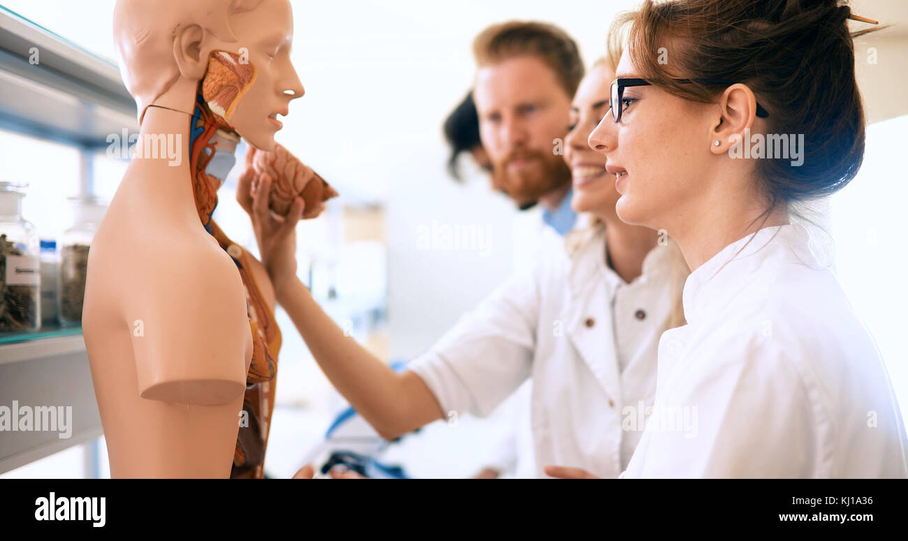 Students of medicine examining anatomical model in classroom Stock ...