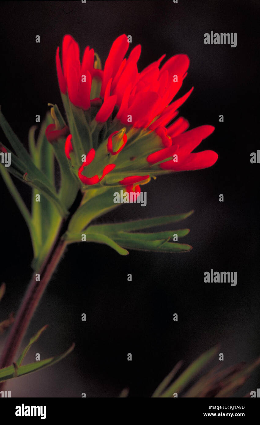 Indian paintbrush red flower Stock Photo - Alamy