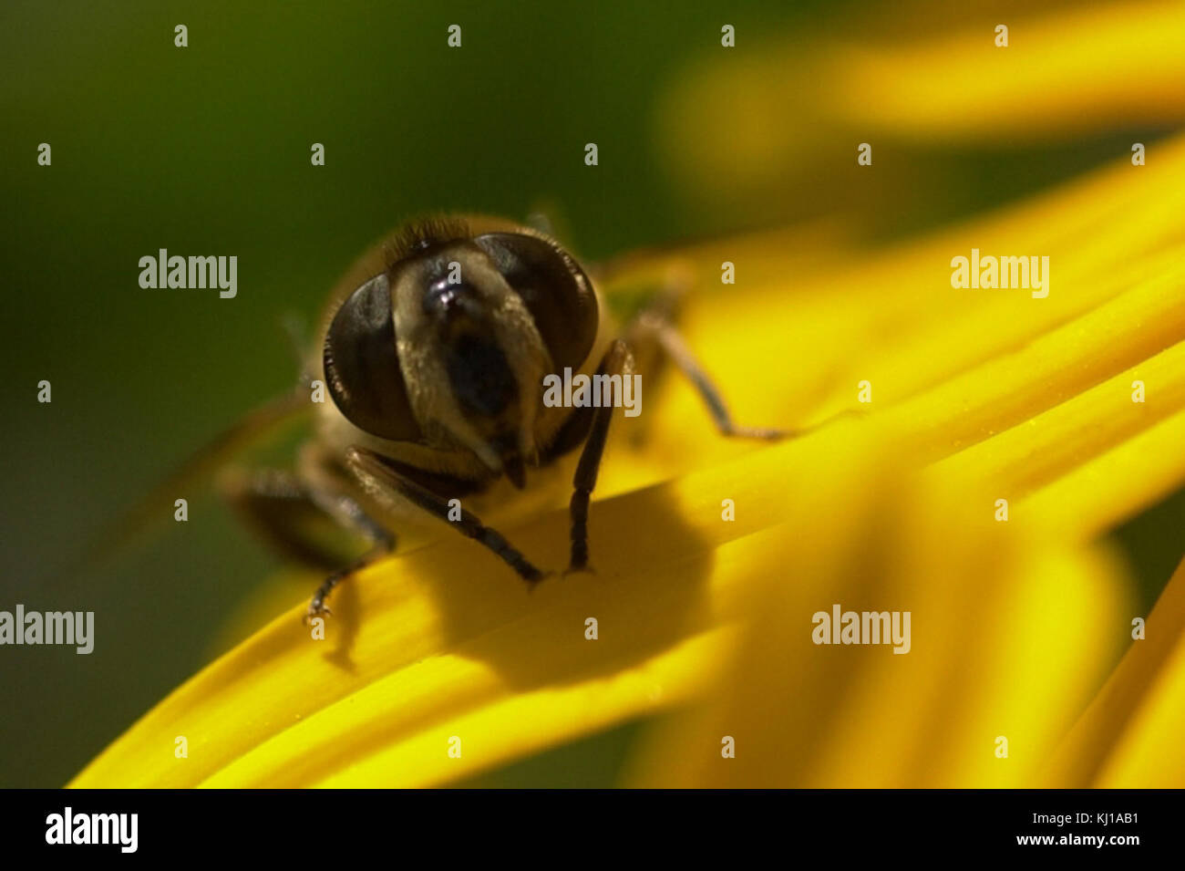 Insecto life hi-res stock photography and images - Alamy