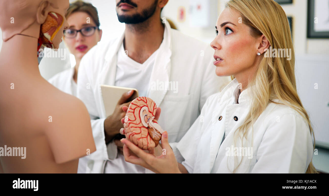 Student of medicine examining anatomical model in lab Stock Photo - Alamy