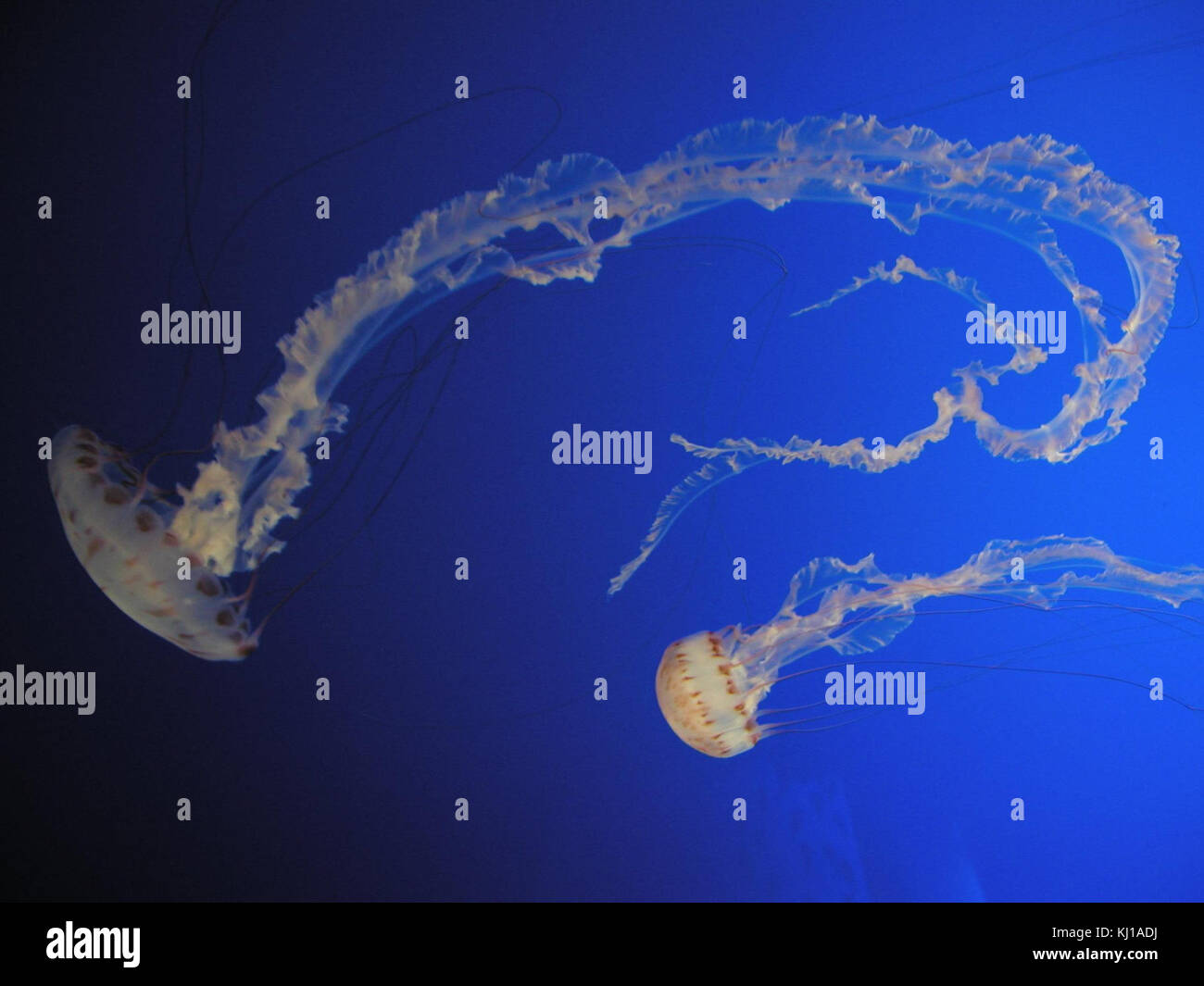 Jellyfish dancing underwater Stock Photo - Alamy