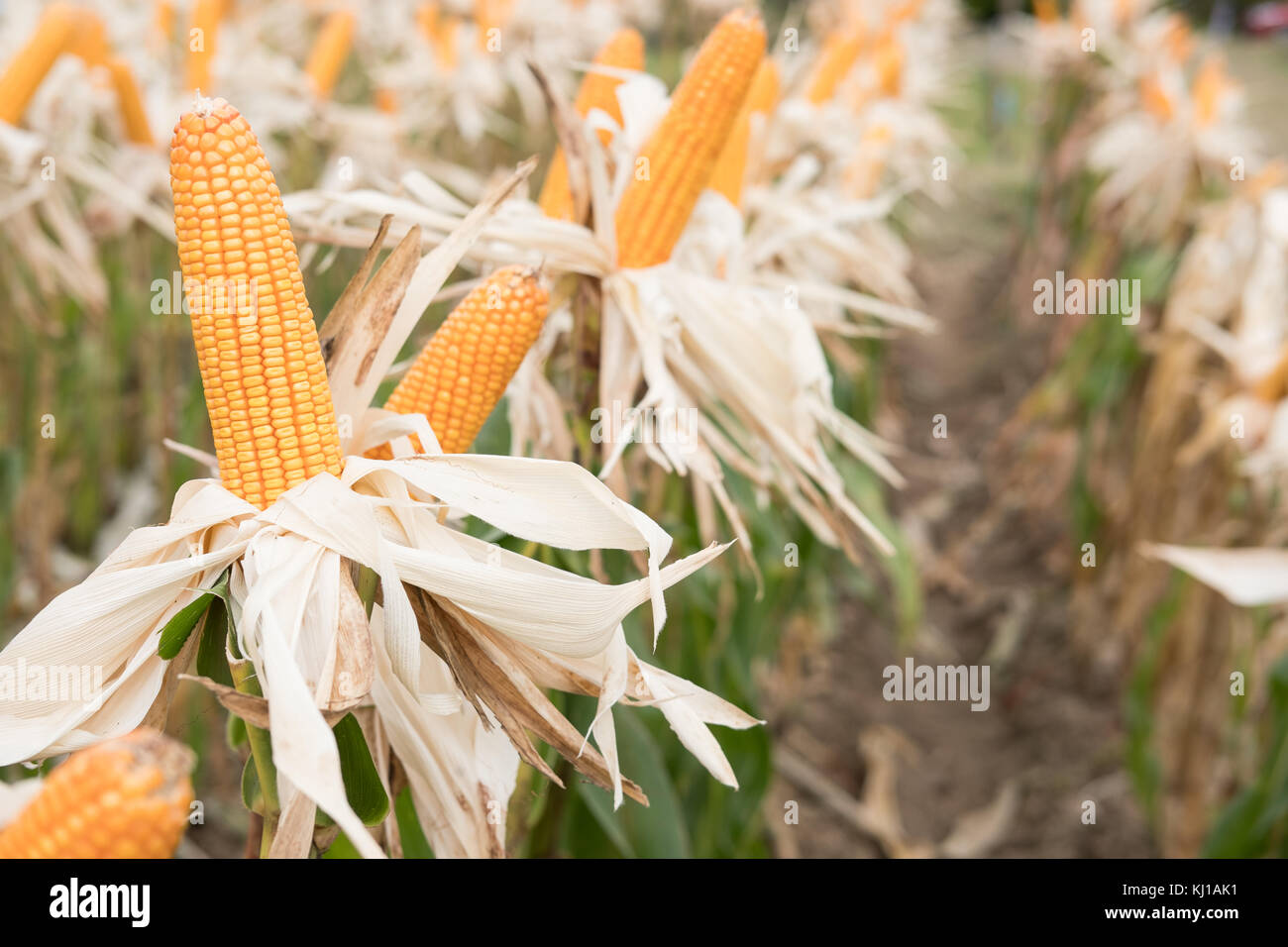 sweet yellow corn in farm. maize cob. crop in agriculture industry ...