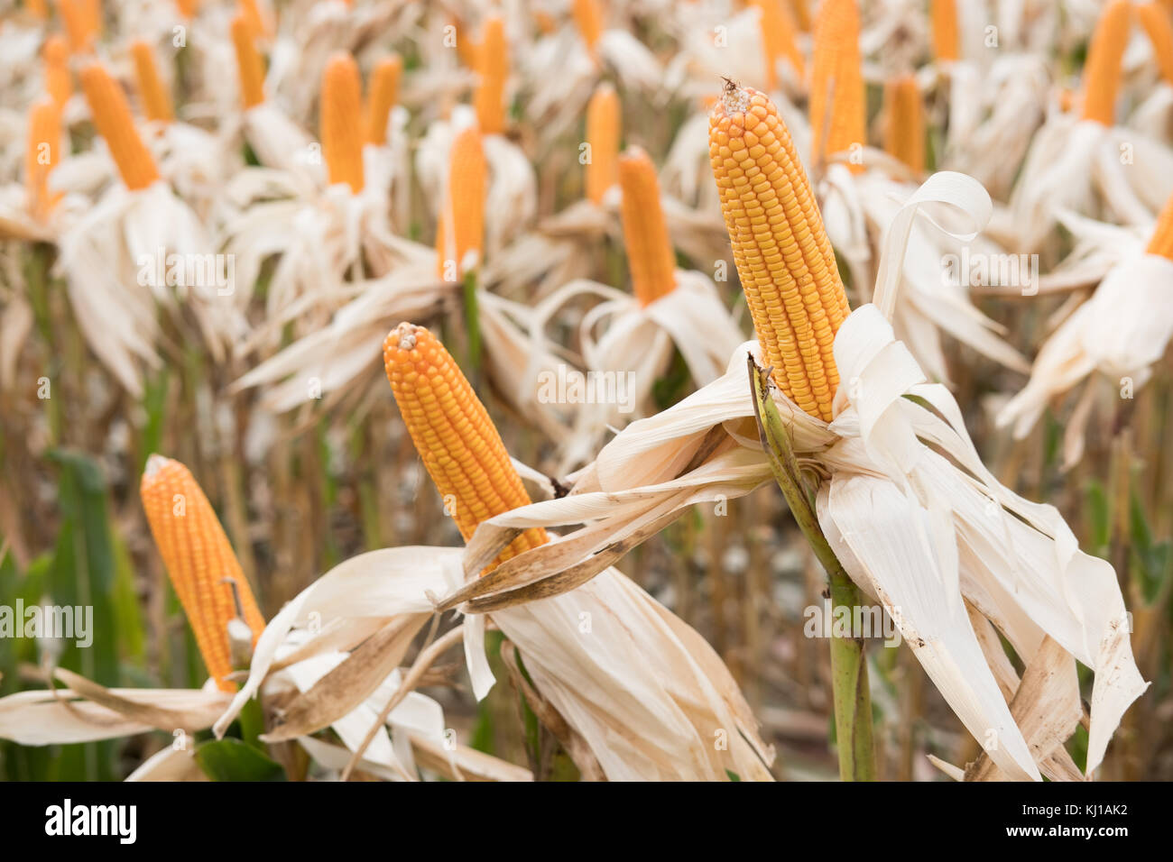 sweet yellow corn in farm. maize cob. crop in agriculture industry ...