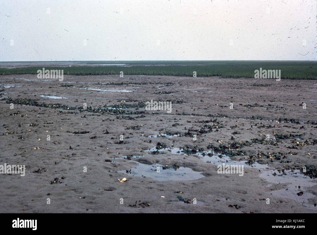 Mud flat wetlands Stock Photo - Alamy