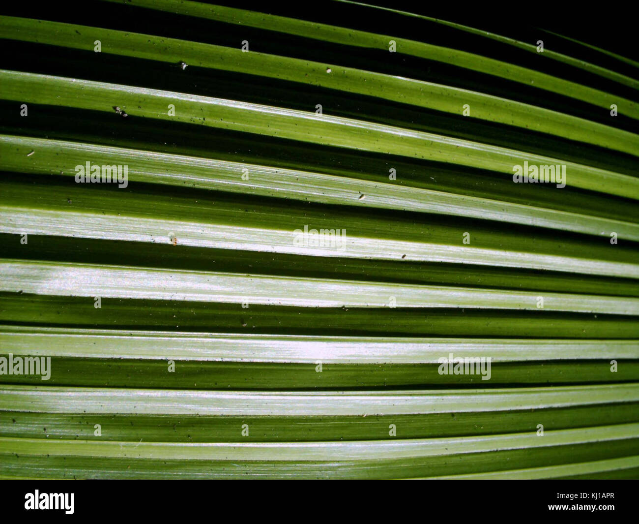 Showcasing intricate leaf structures hi-res stock photography and ...