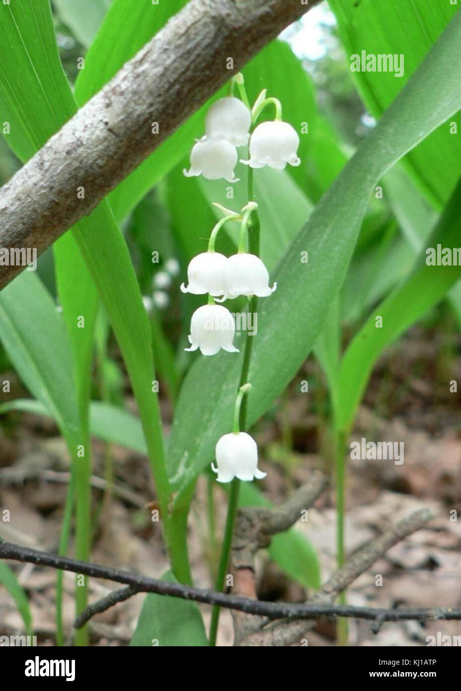 Lily bell hi-res stock photography and images - Alamy