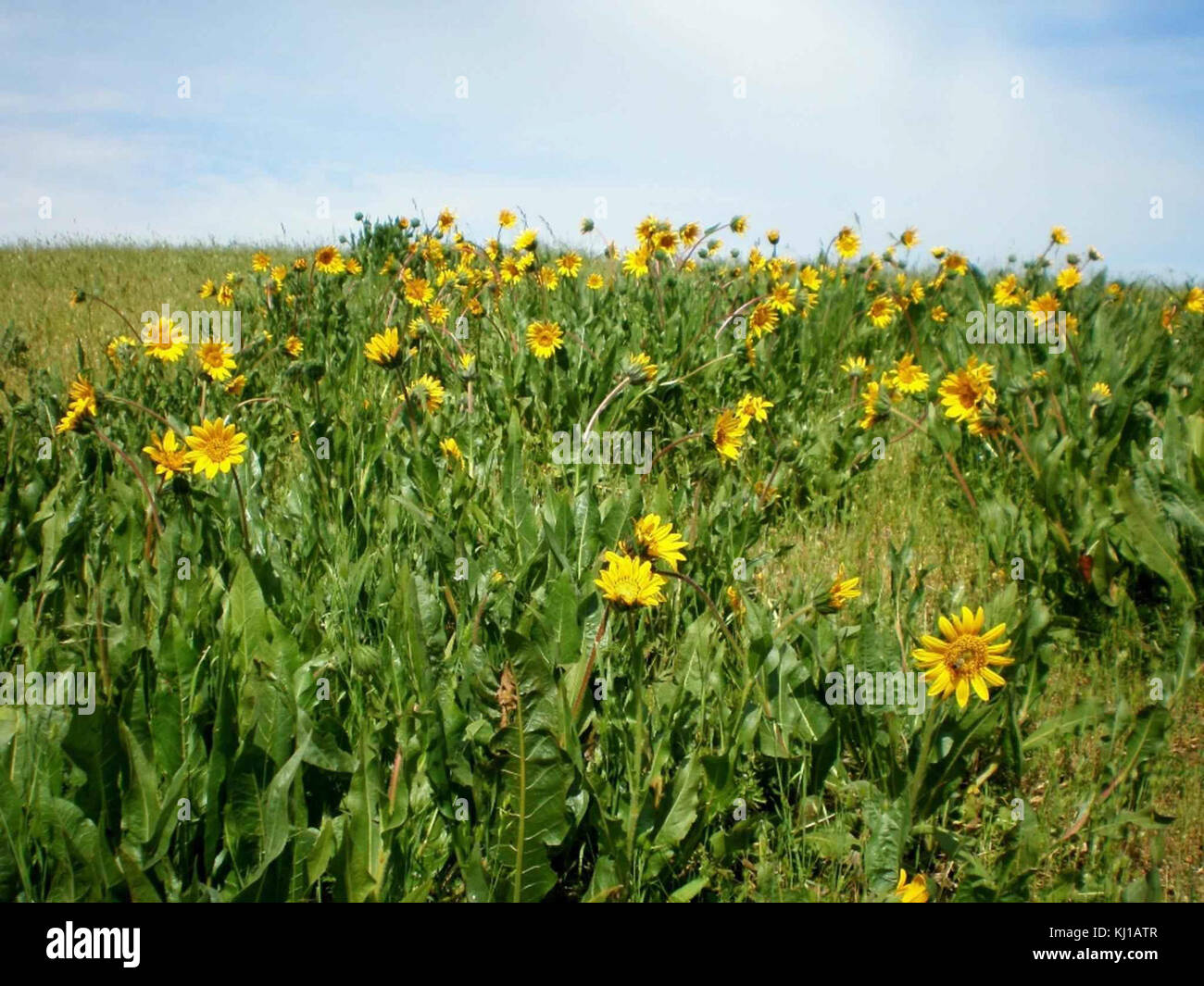 Mule ear plant flowers blooms Stock Photo - Alamy