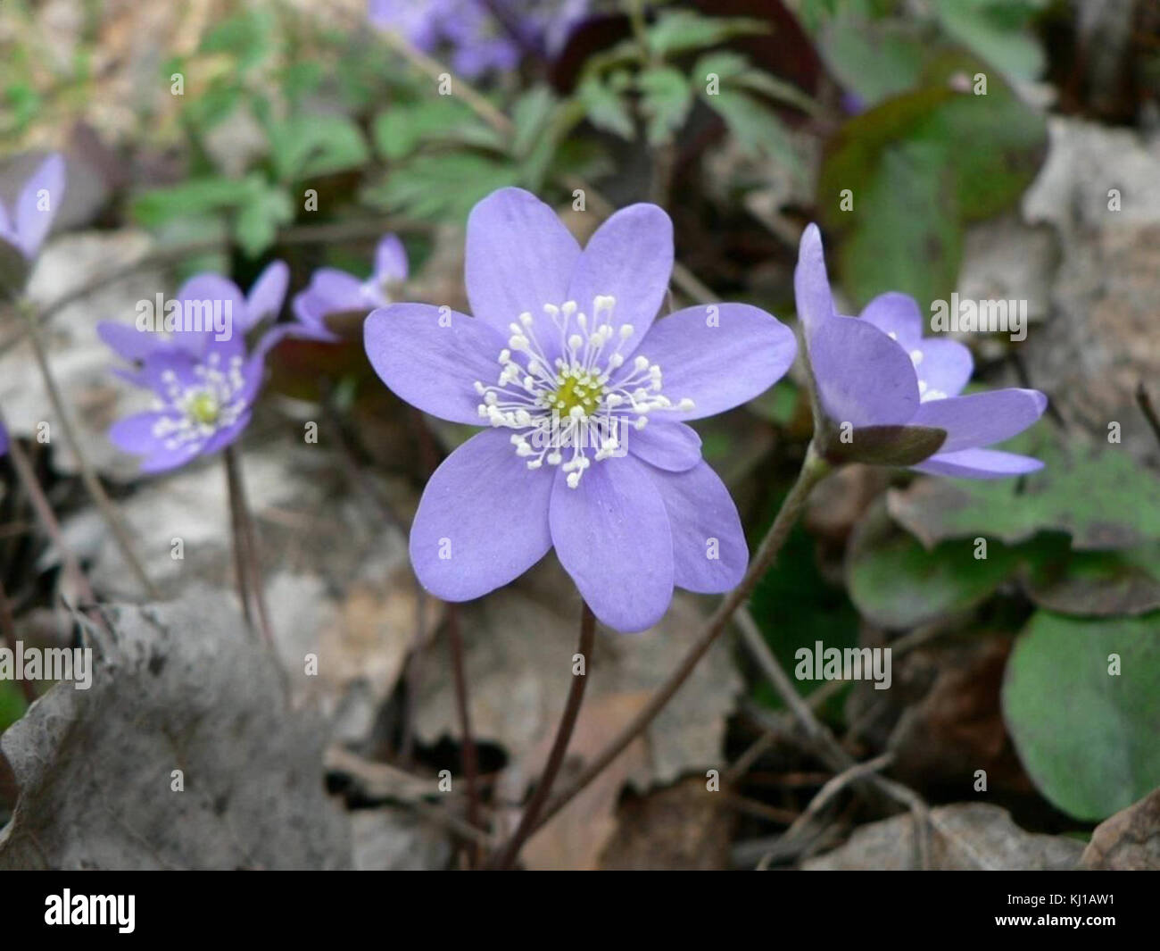 Nobil hi-res stock photography and images - Alamy