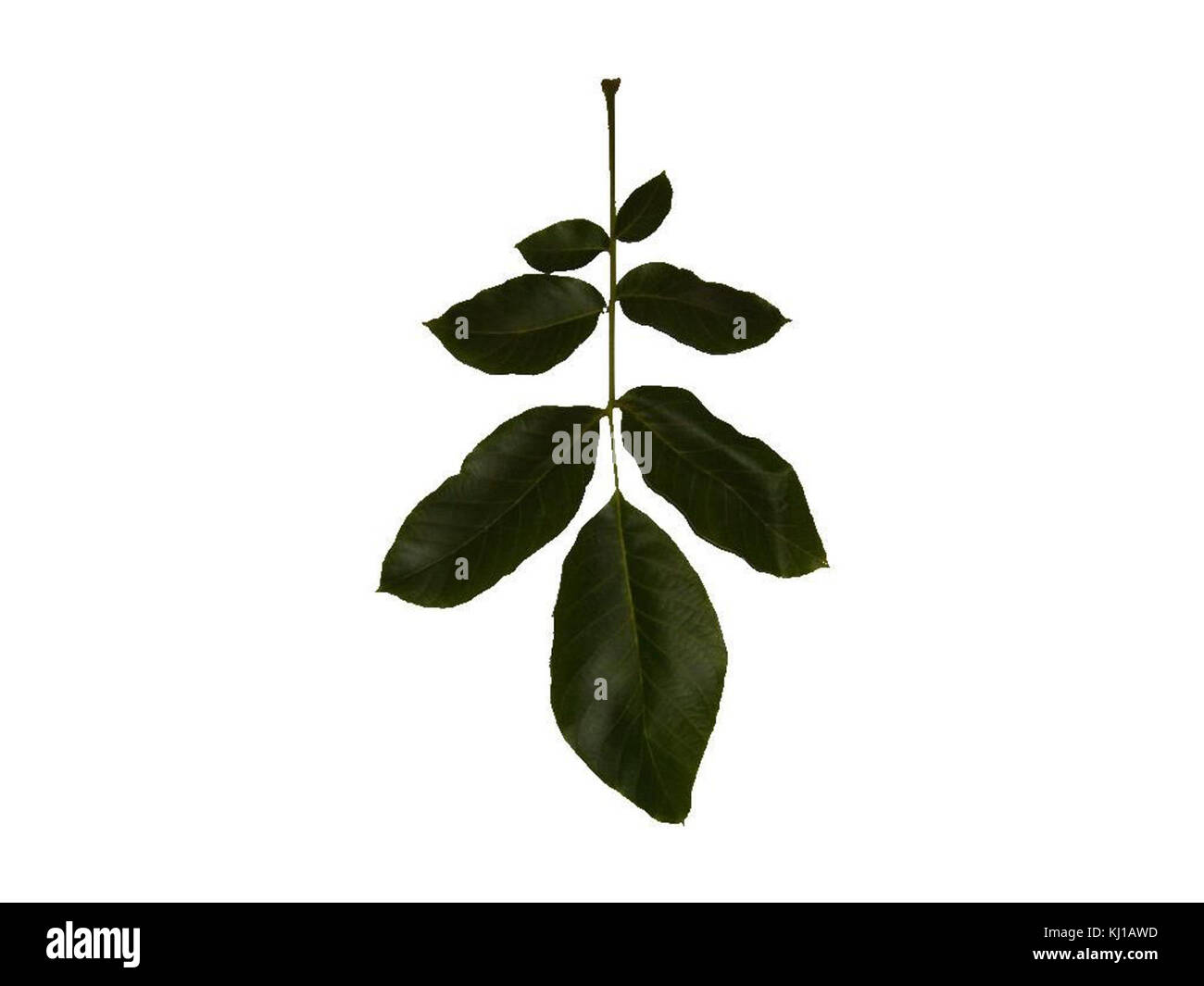 Leaf branch texture Stock Photo - Alamy
