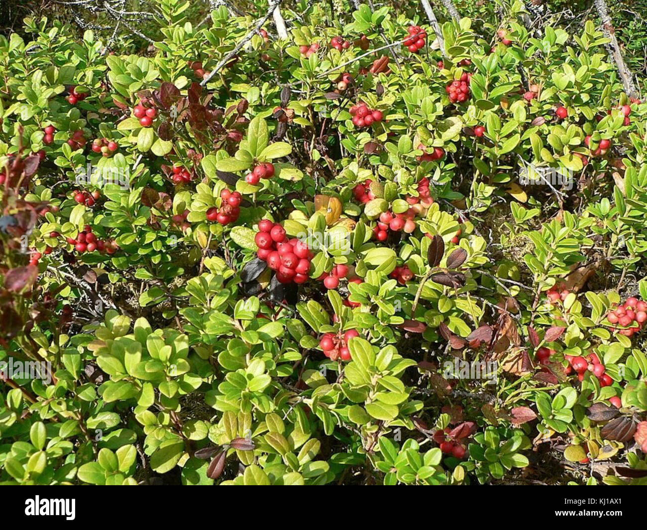 Lingonberries big bush Stock Photo - Alamy