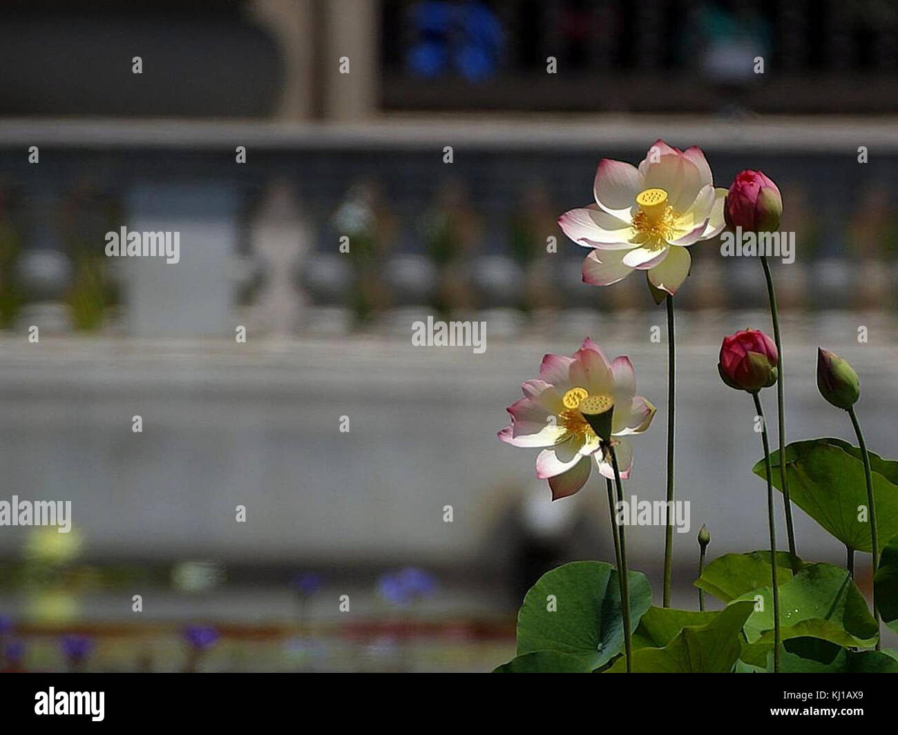 Lillies lilly flower Stock Photo - Alamy