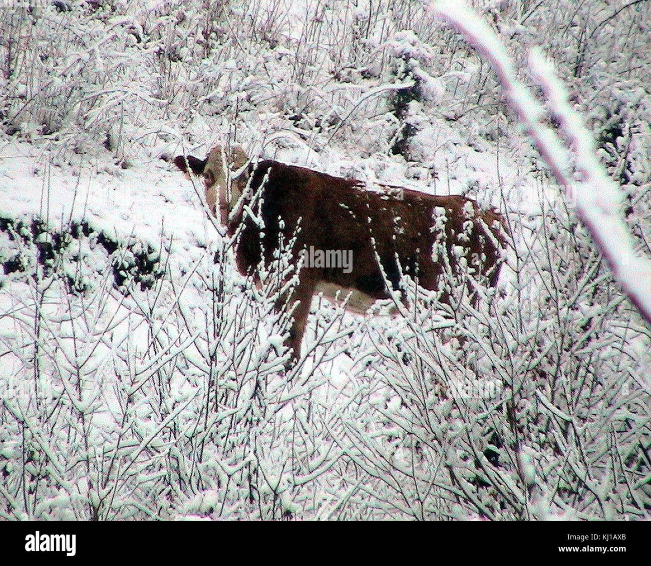 Looking through the snowy bush cow Stock Photo - Alamy