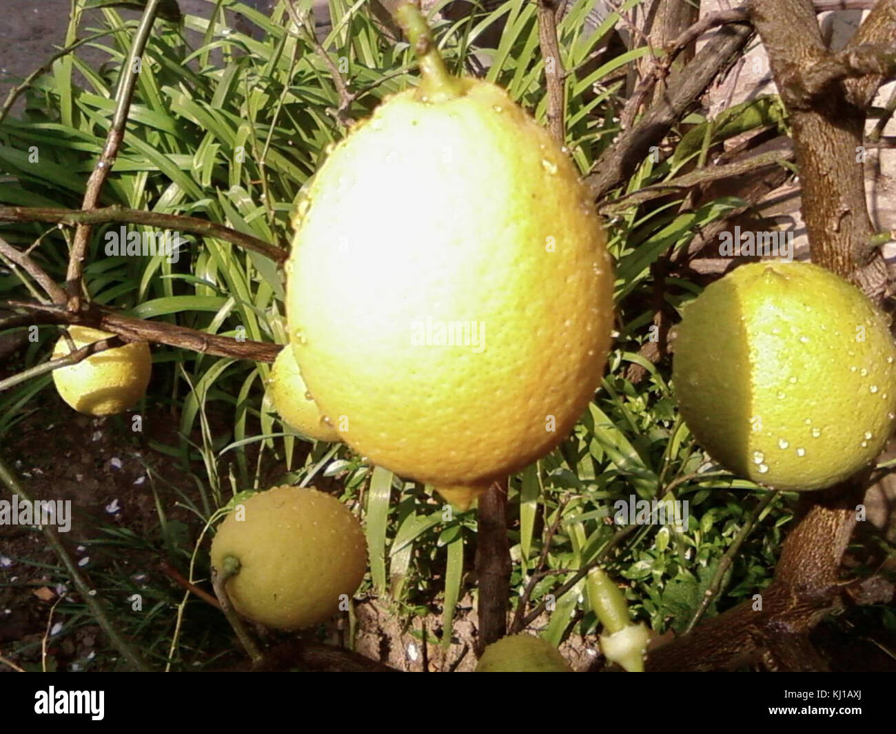 Lemon citrus limonium Stock Photo - Alamy
