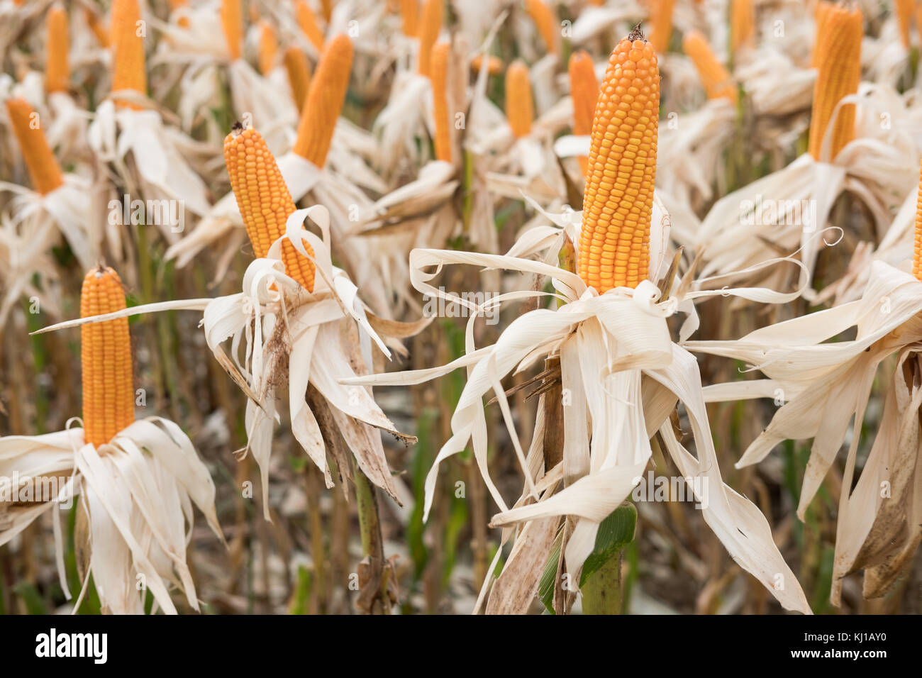 sweet yellow corn in farm. maize cob. crop in agriculture industry ...