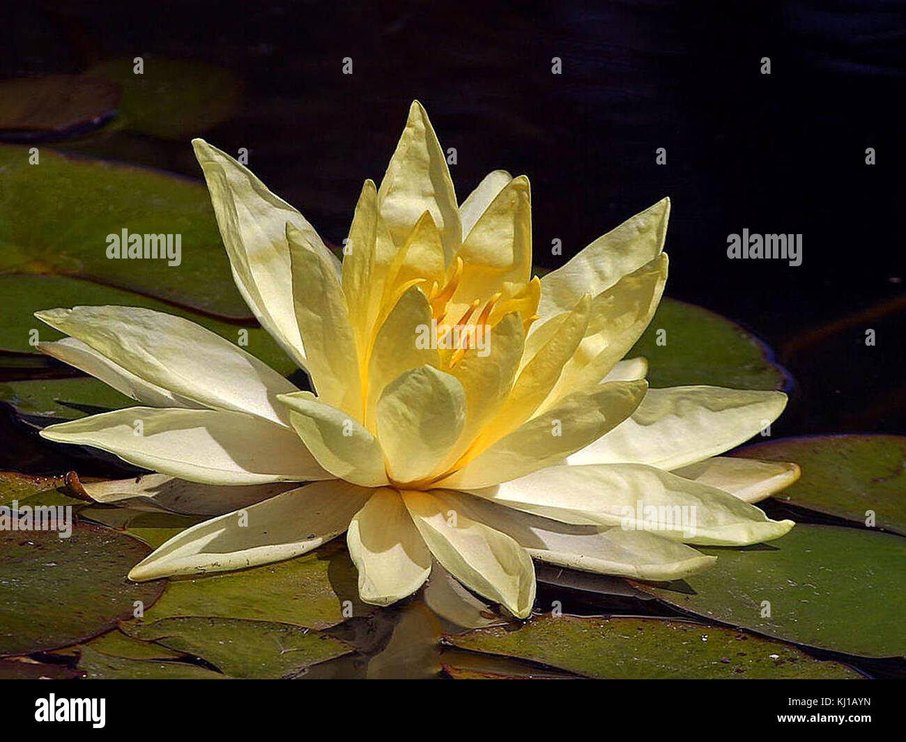 Lotus yellow flower Stock Photo - Alamy
