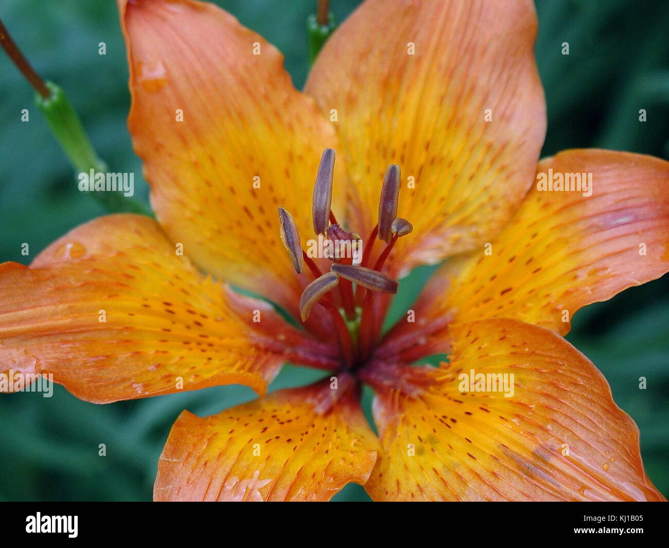 Lily flower vintage photo hi-res stock photography and images - Alamy