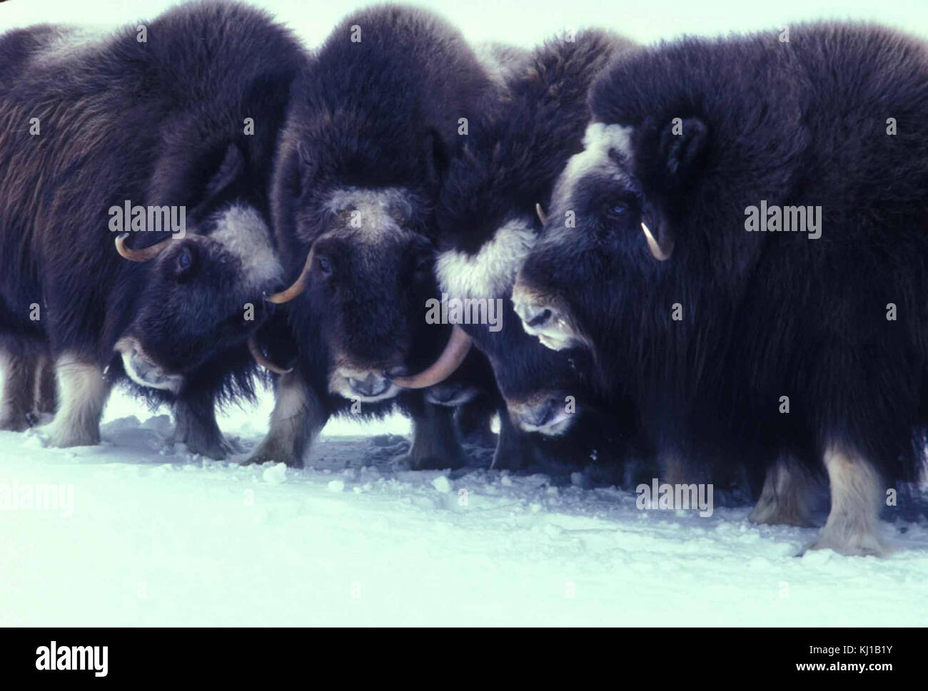 Muskox animals arctic mammals ovibos moschatus Stock Photo - Alamy