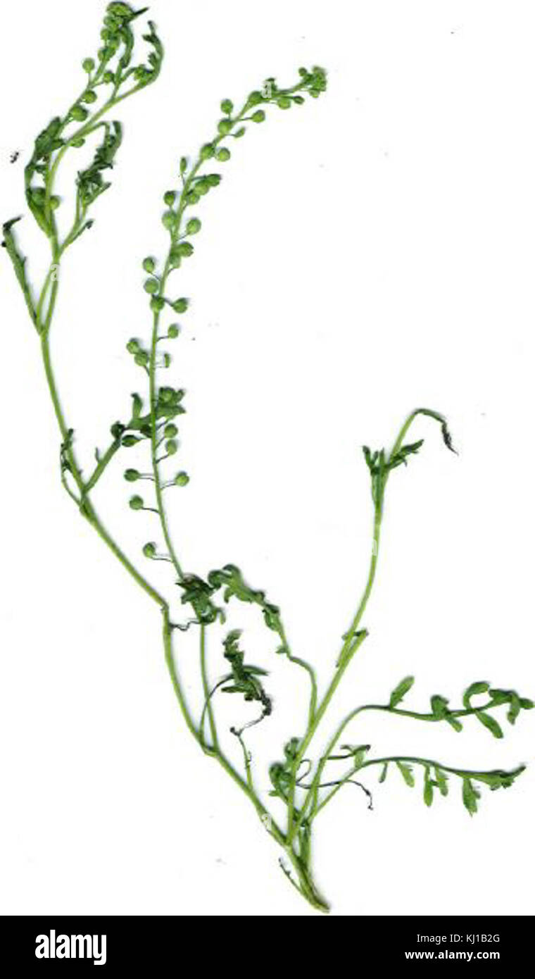 Plants lepidium hi-res stock photography and images - Alamy