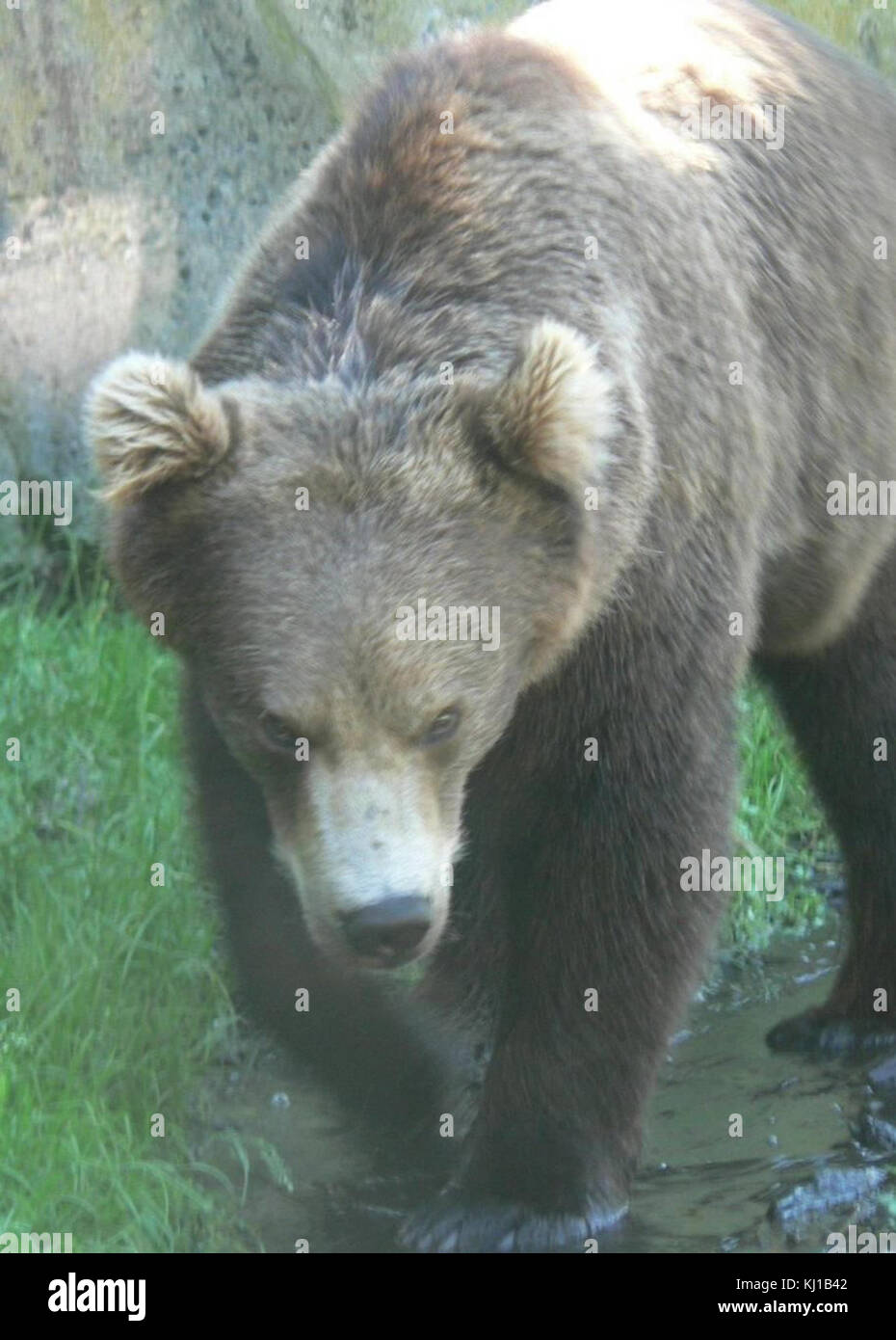 Lumbering history hi-res stock photography and images - Alamy