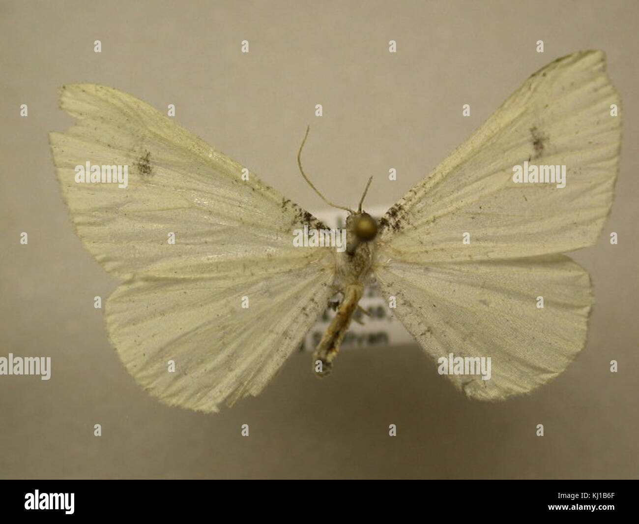 Moths unique characteristics hi-res stock photography and images - Alamy