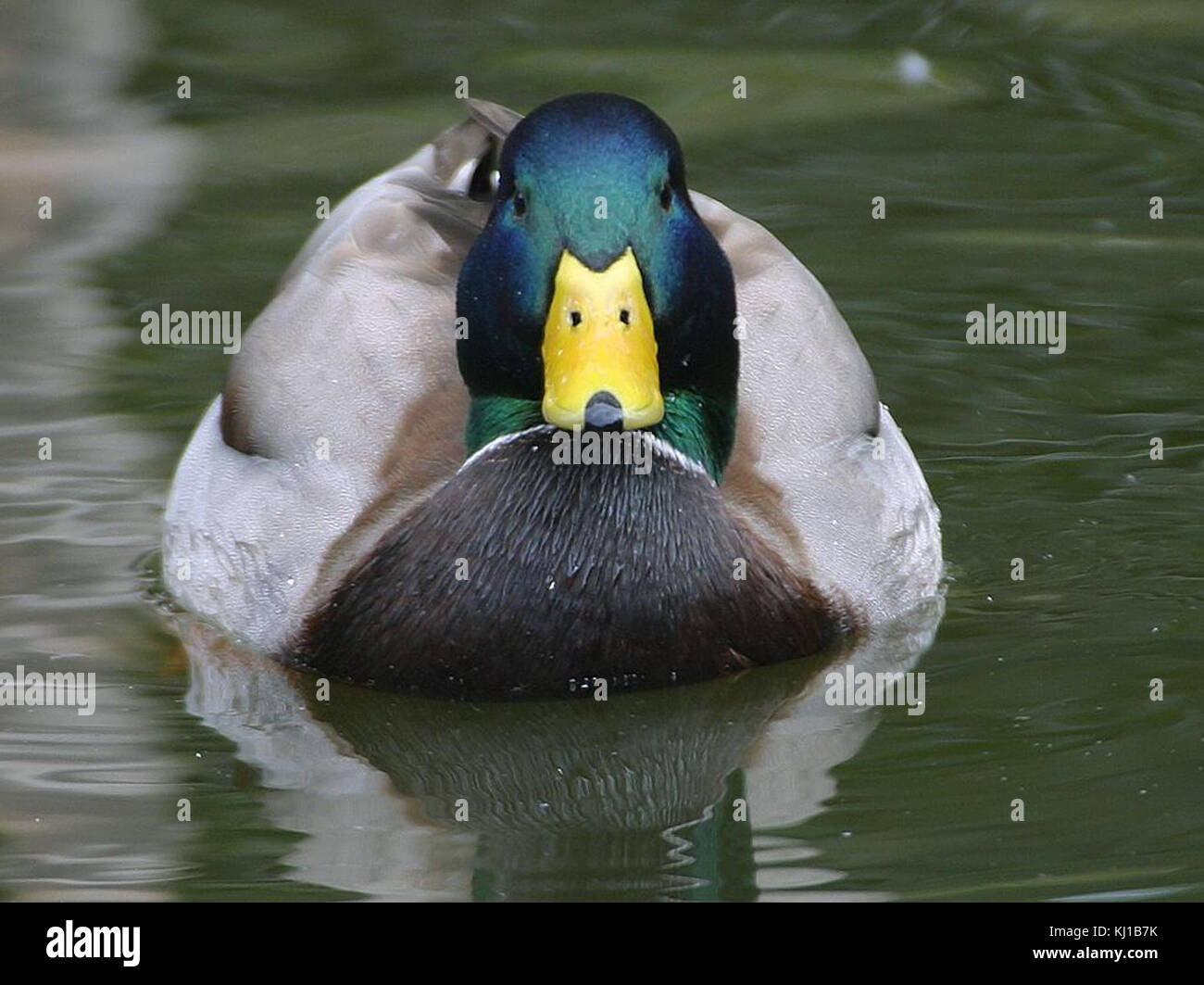 Mallard duck close-up Stock Photo - Alamy