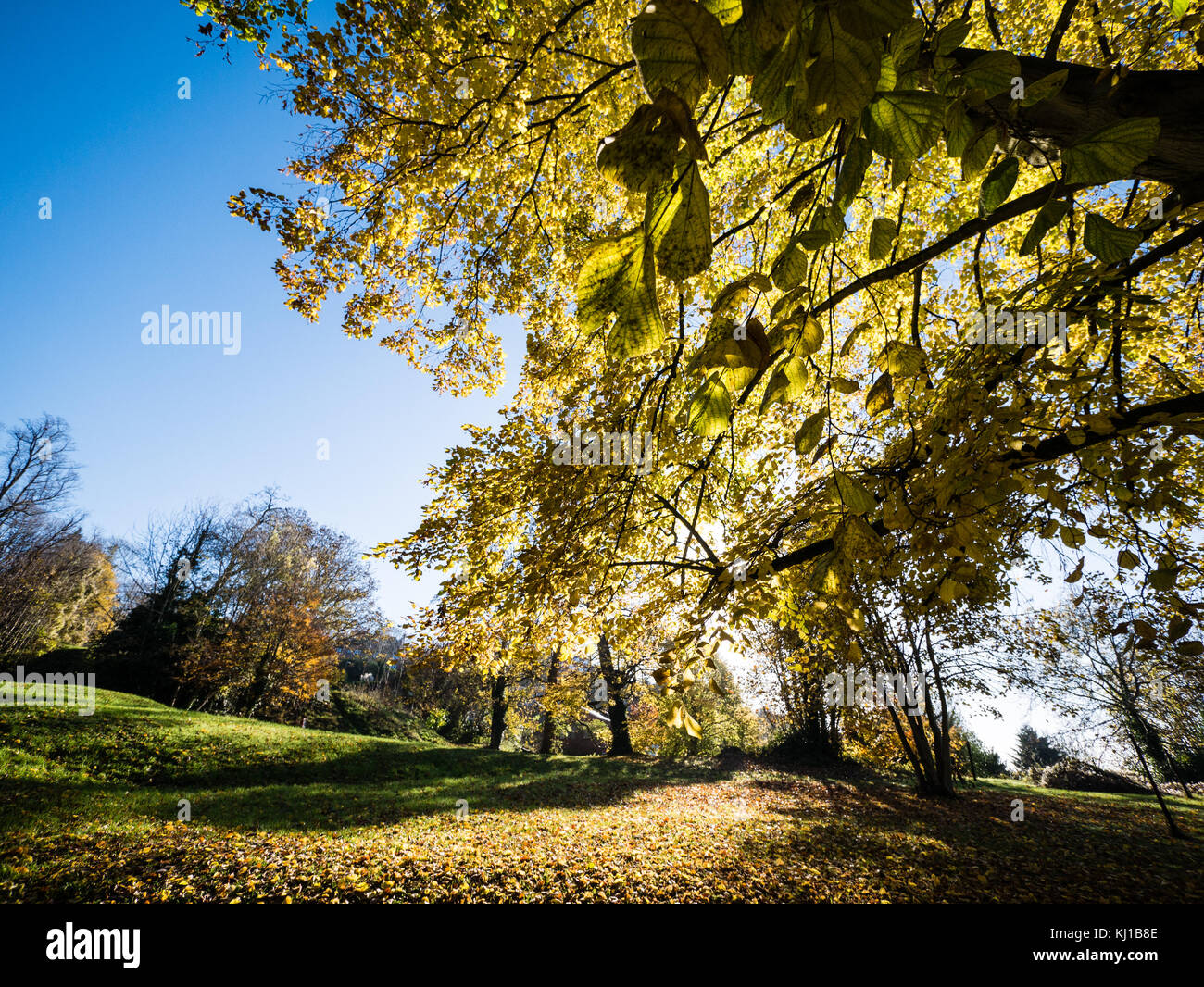 Autumn Trees Uk High Resolution Stock Photography and Images - Alamy