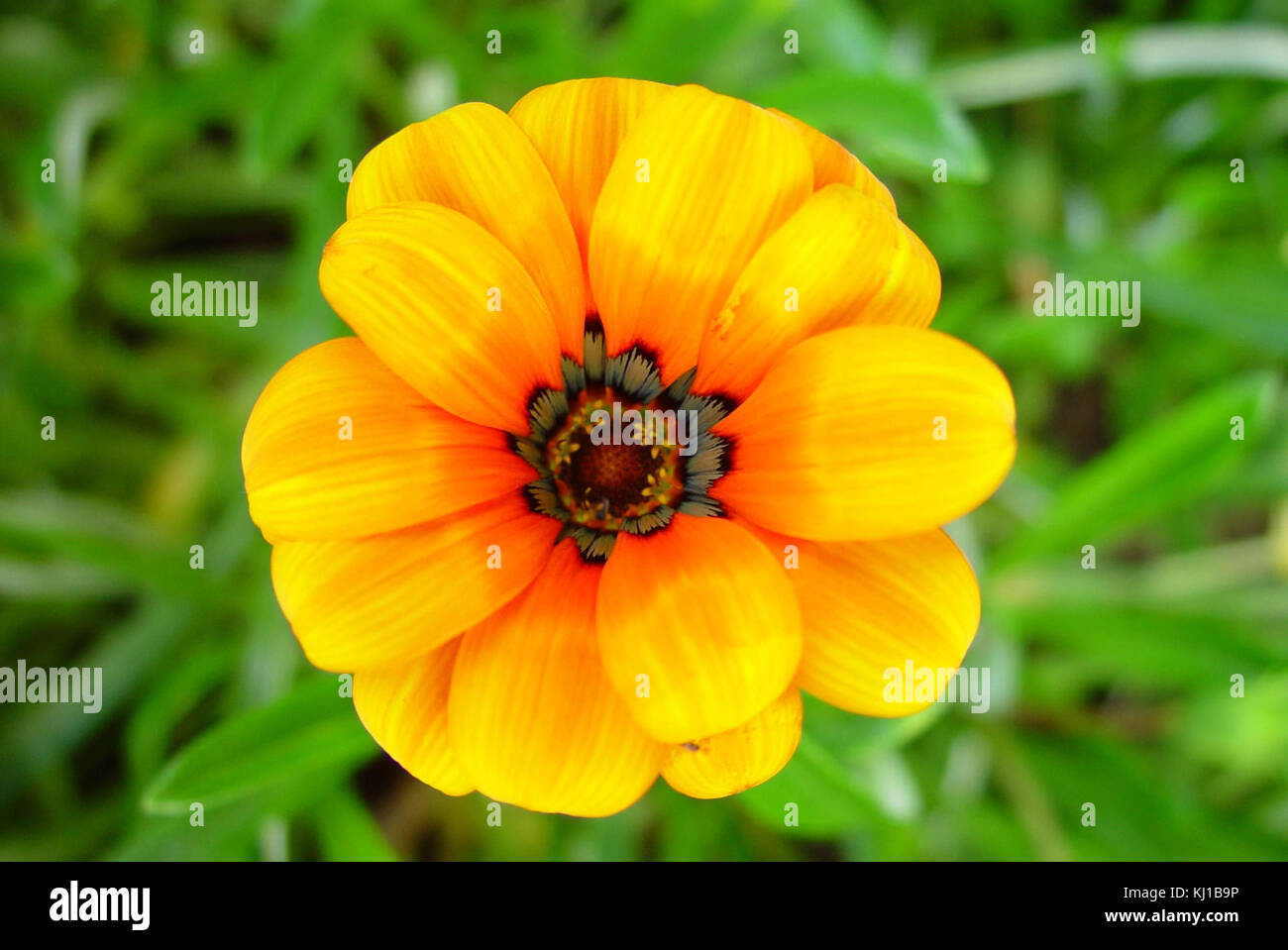 Marigold structure hi-res stock photography and images - Alamy