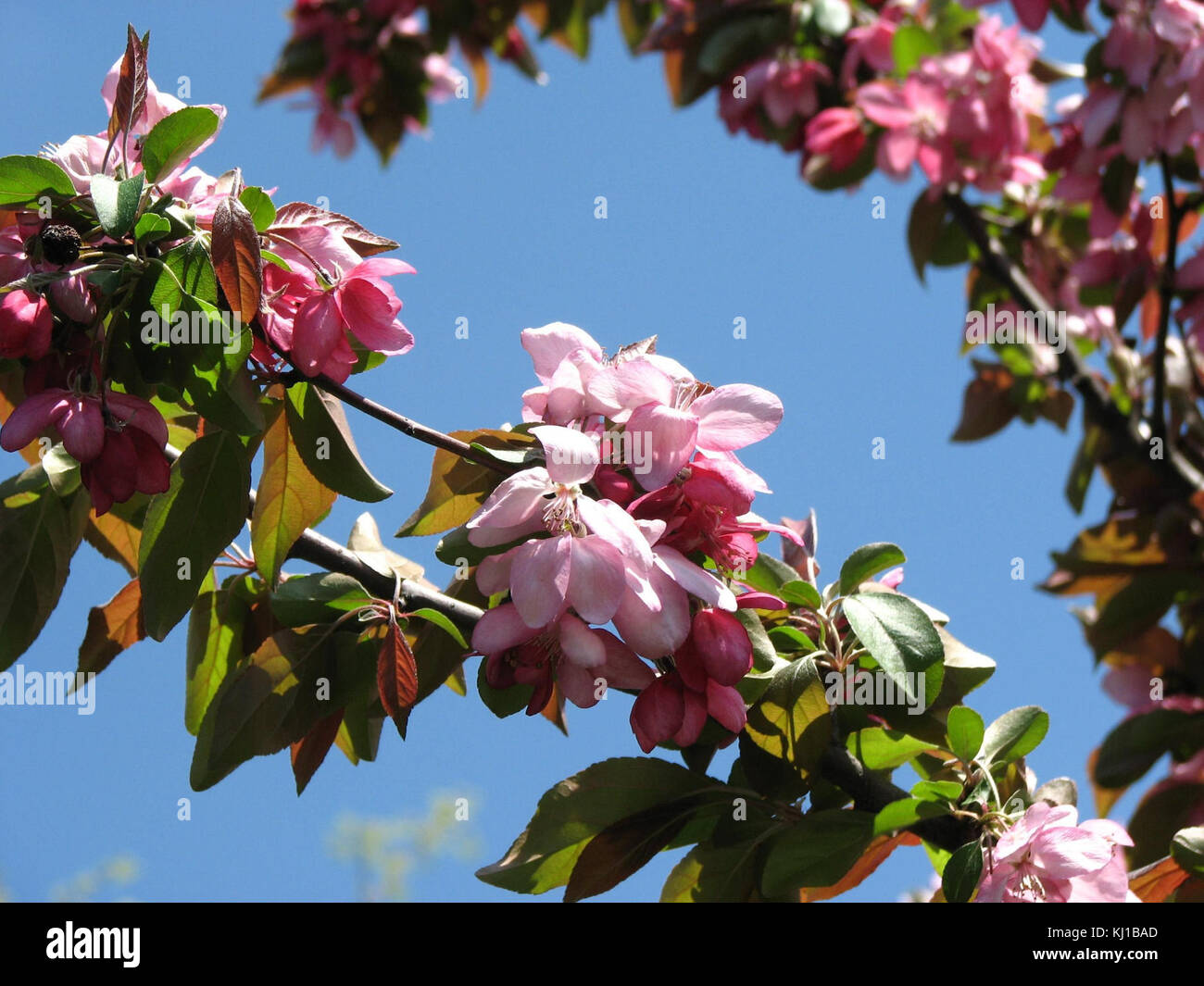 Mitchell dump flowers Stock Photo - Alamy