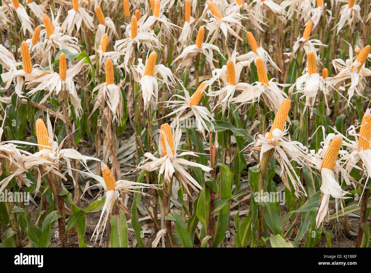 sweet yellow corn in farm. maize cob. crop in agriculture industry ...