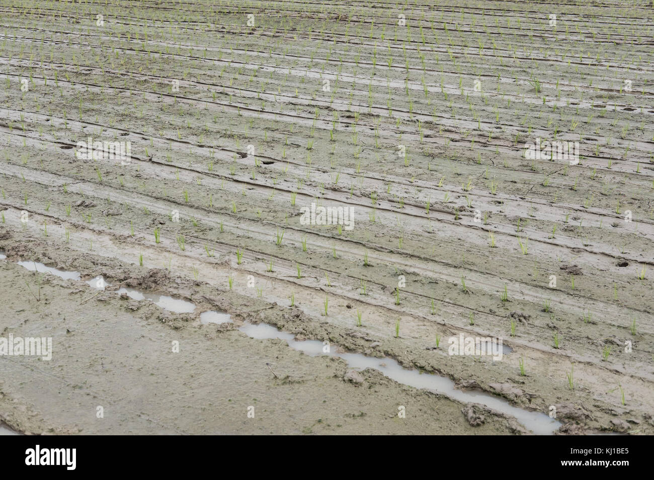 Transplanter plant rice hi-res stock photography and images - Alamy