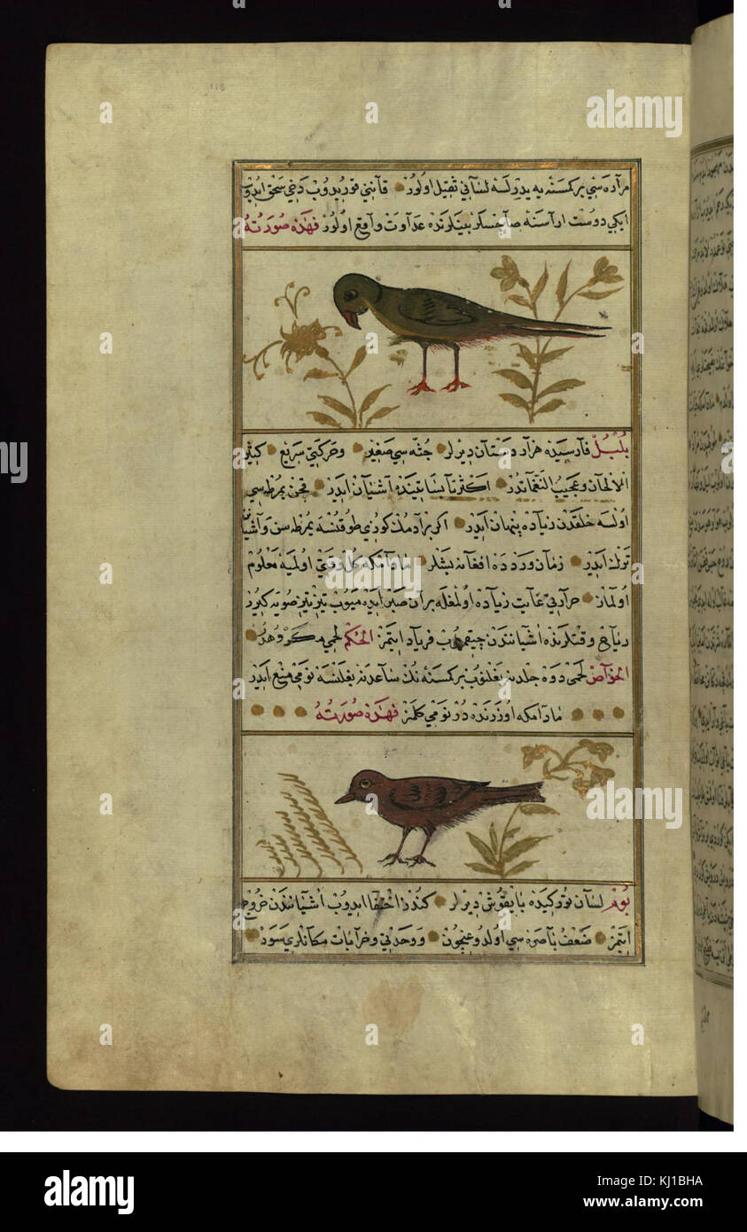 Muhammad ibn Muhammad Shakir Ruzmah-'i Nathani - A Parrot and a ...