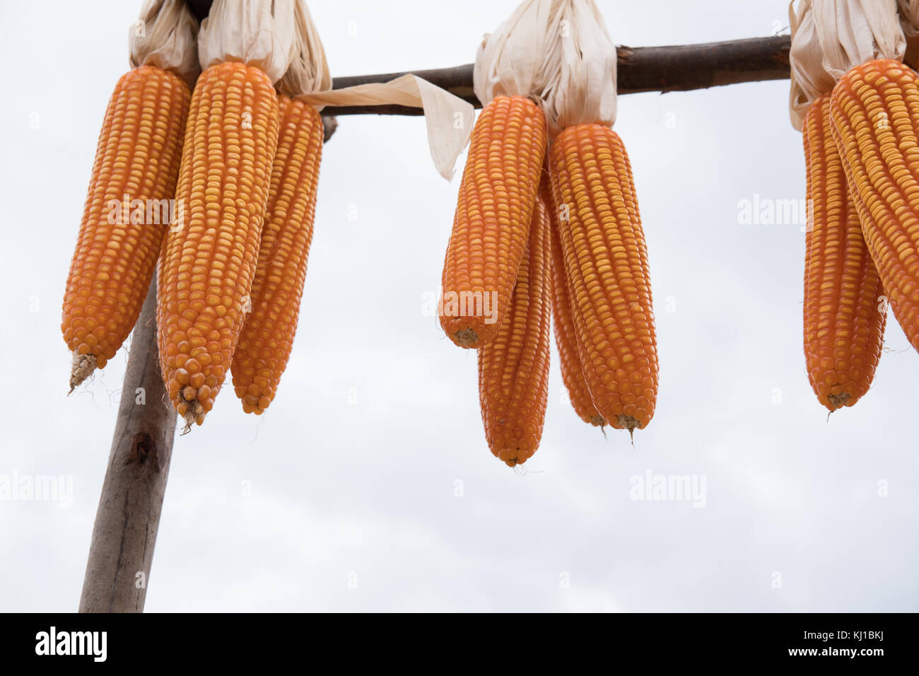 sweet yellow corn in farm. maize cob. crop in agriculture industry ...
