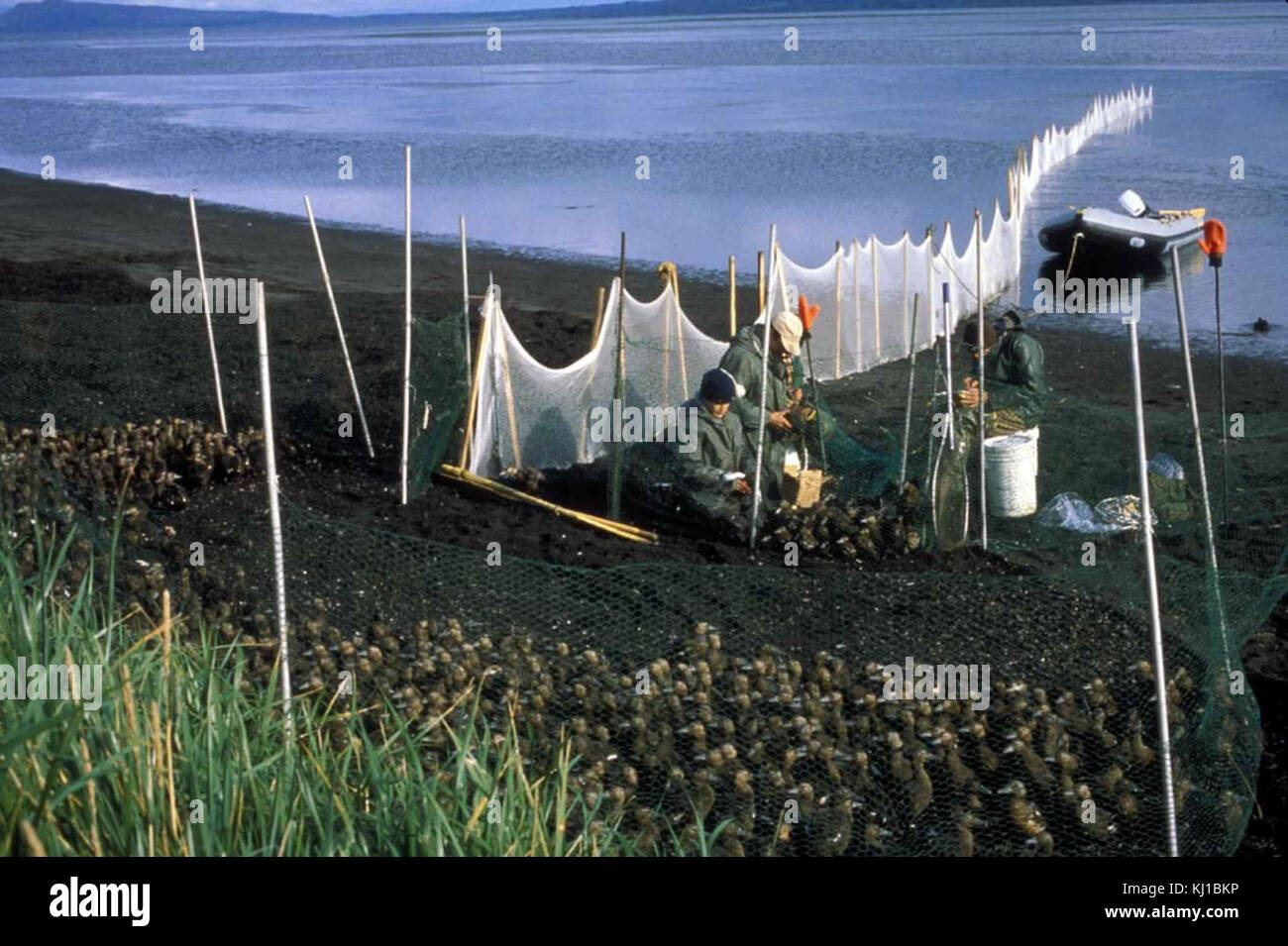 Netting used to capture birds stretches from shore into the lagoon ...