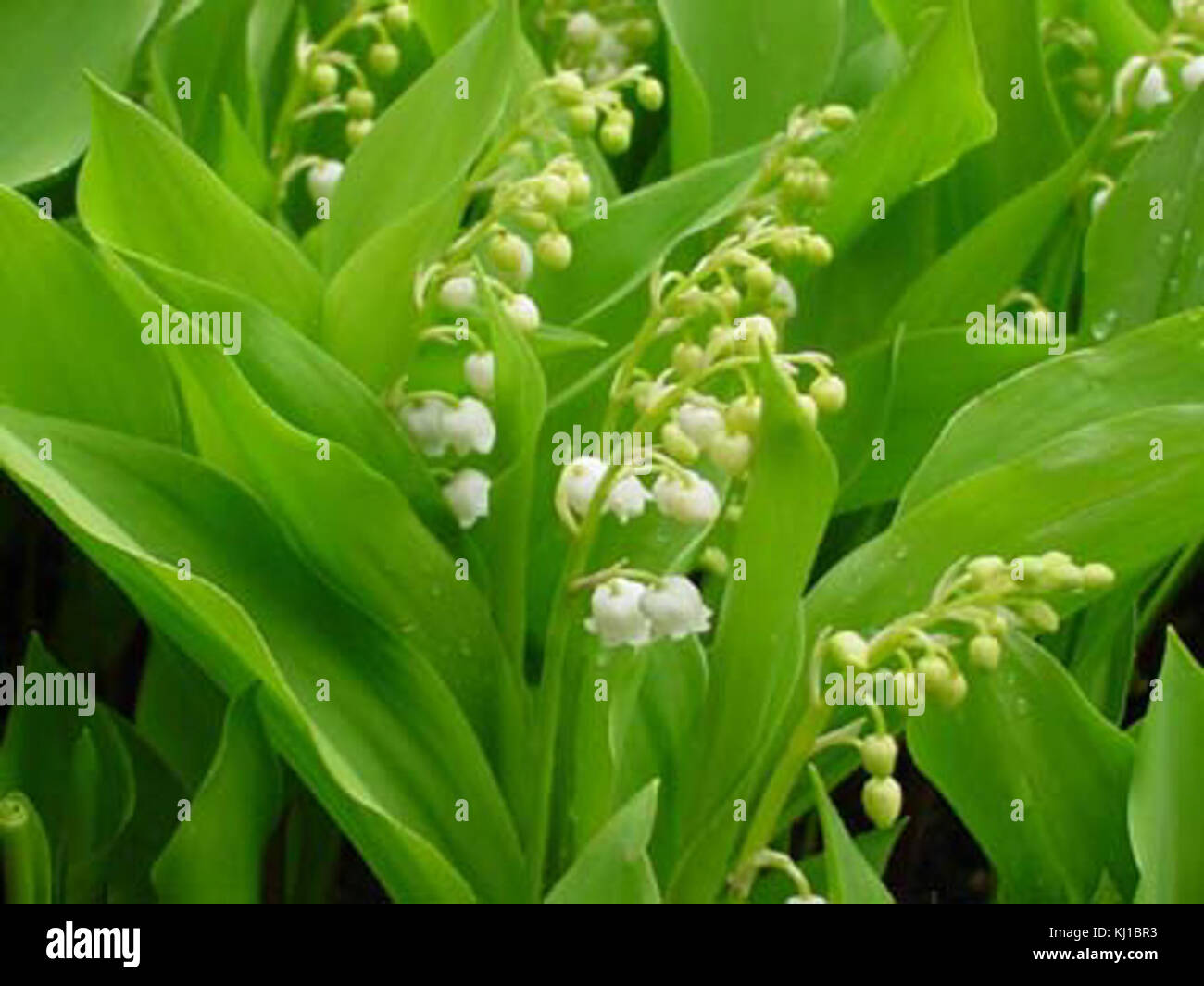 Muguet illustration hi-res stock photography and images - Alamy